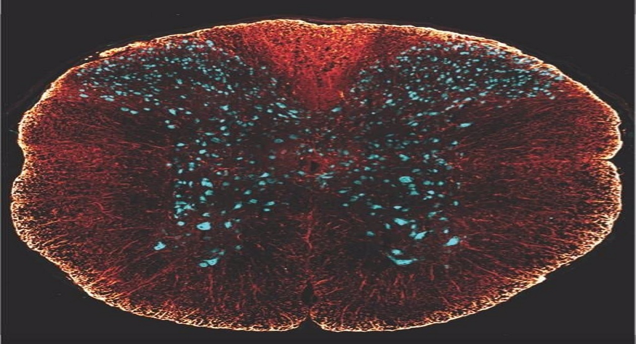 'Células zombis' dan pistas sobre la reparación de lesiones medulares ...